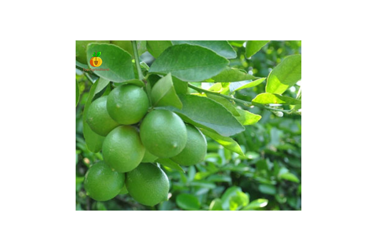 Persian limes - Top Agricultural Co., Ltd
